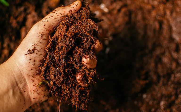 Peat Free Compost Pros & Cons - The Coconut Compost Company